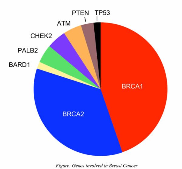Understanding Breast Cancer Genes: Hereditary Risk Factors Explained